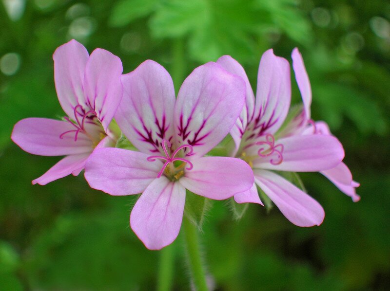 Rose Geranium EO - Aromatherapy Blog