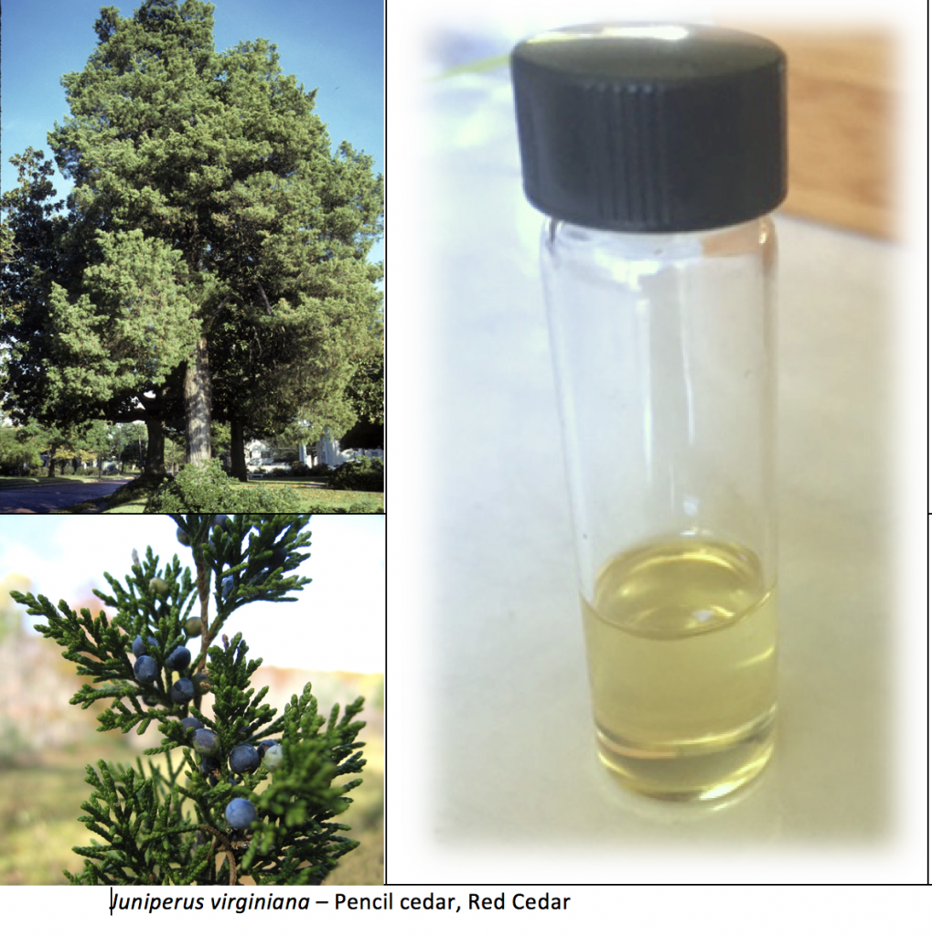Red Cedar, Cedar-wood (Virginia Cedar) - Aromatherapy Blog