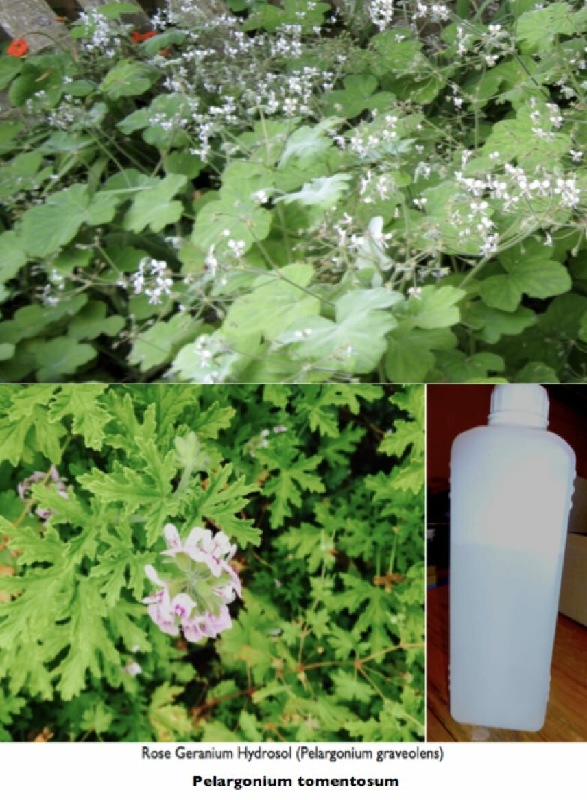 Rose Geranium EO - Aromatherapy Blog