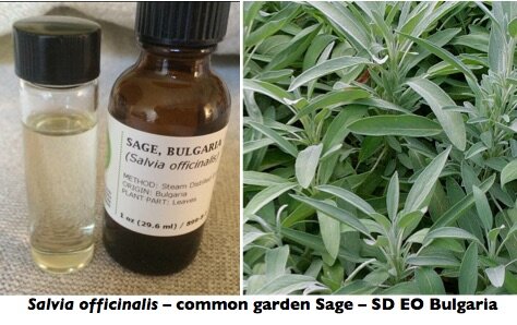August 2016 - Aromatherapy Blog