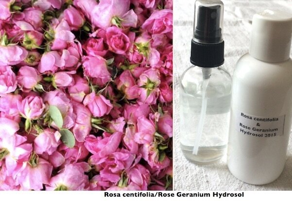Roses ~ Used As Scent - Aromatherapy Blog
