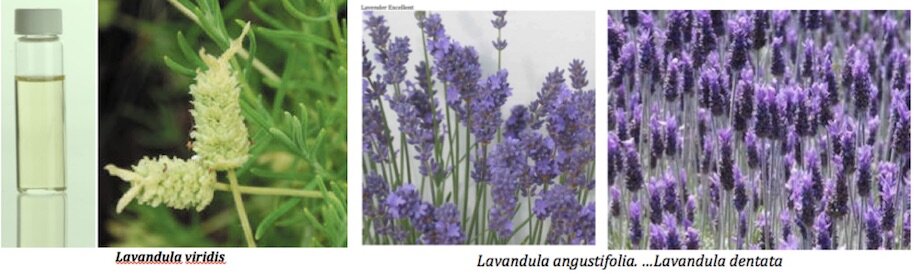 LAVENDER, Lavender, Lavender - Aromatherapy Blog