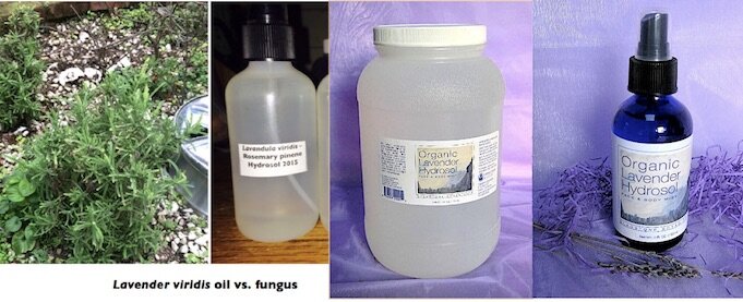 LAVENDER, Lavender, Lavender - Aromatherapy Blog