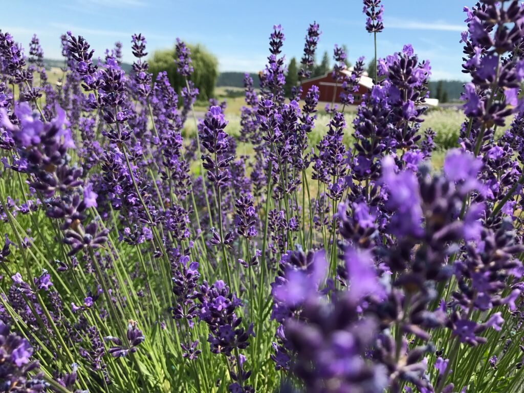 LAVENDER, Lavender, Lavender - Aromatherapy Blog