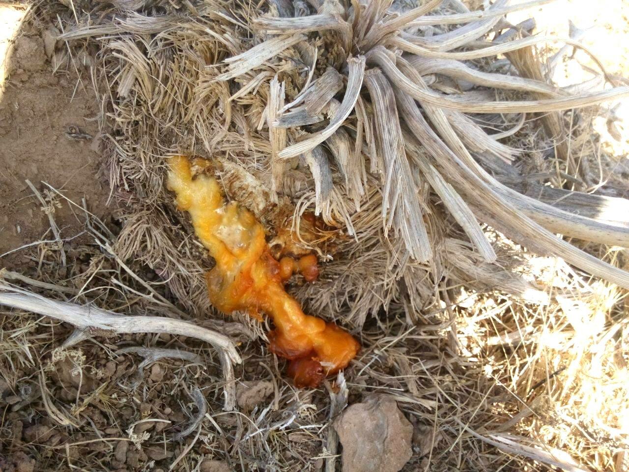 GALBANUM, Resin and More - Aromatherapy Blog